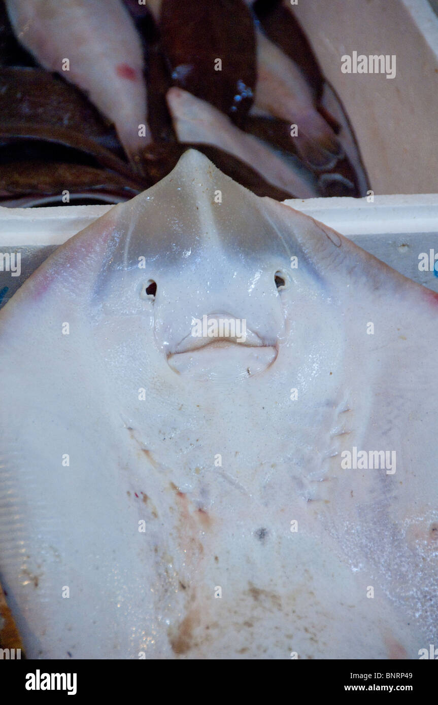 Ray fish face hi-res stock photography and images - Alamy