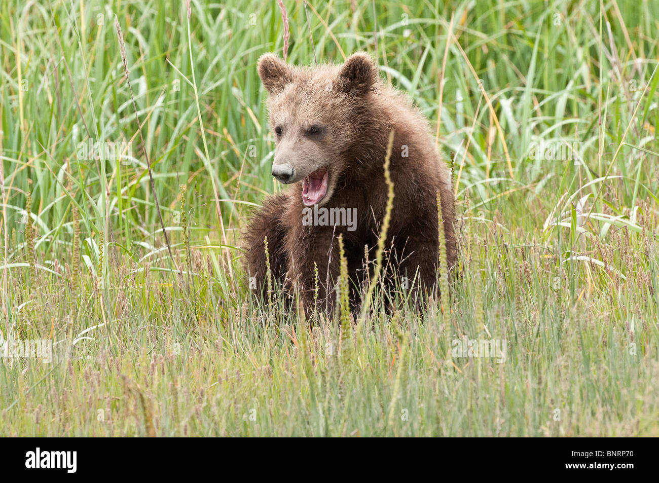 Latino Bear Cub