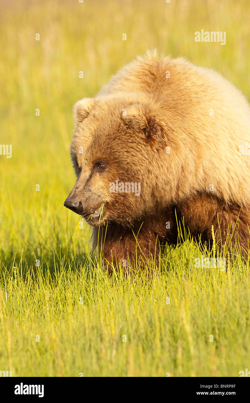 Golden_bear hi-res stock photography and images - Alamy