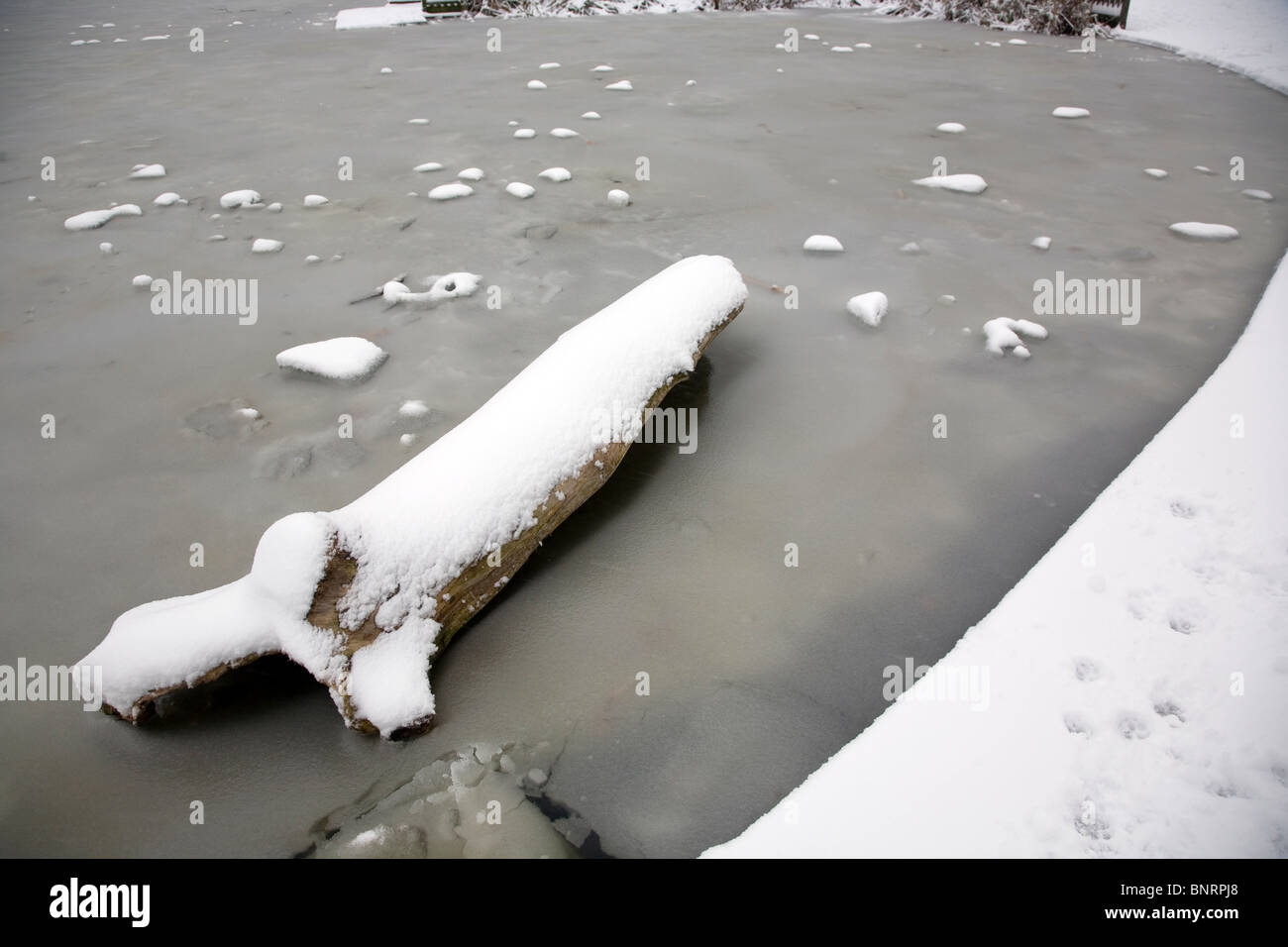 Frozen pond with log covered in snow Stock Photo - Alamy