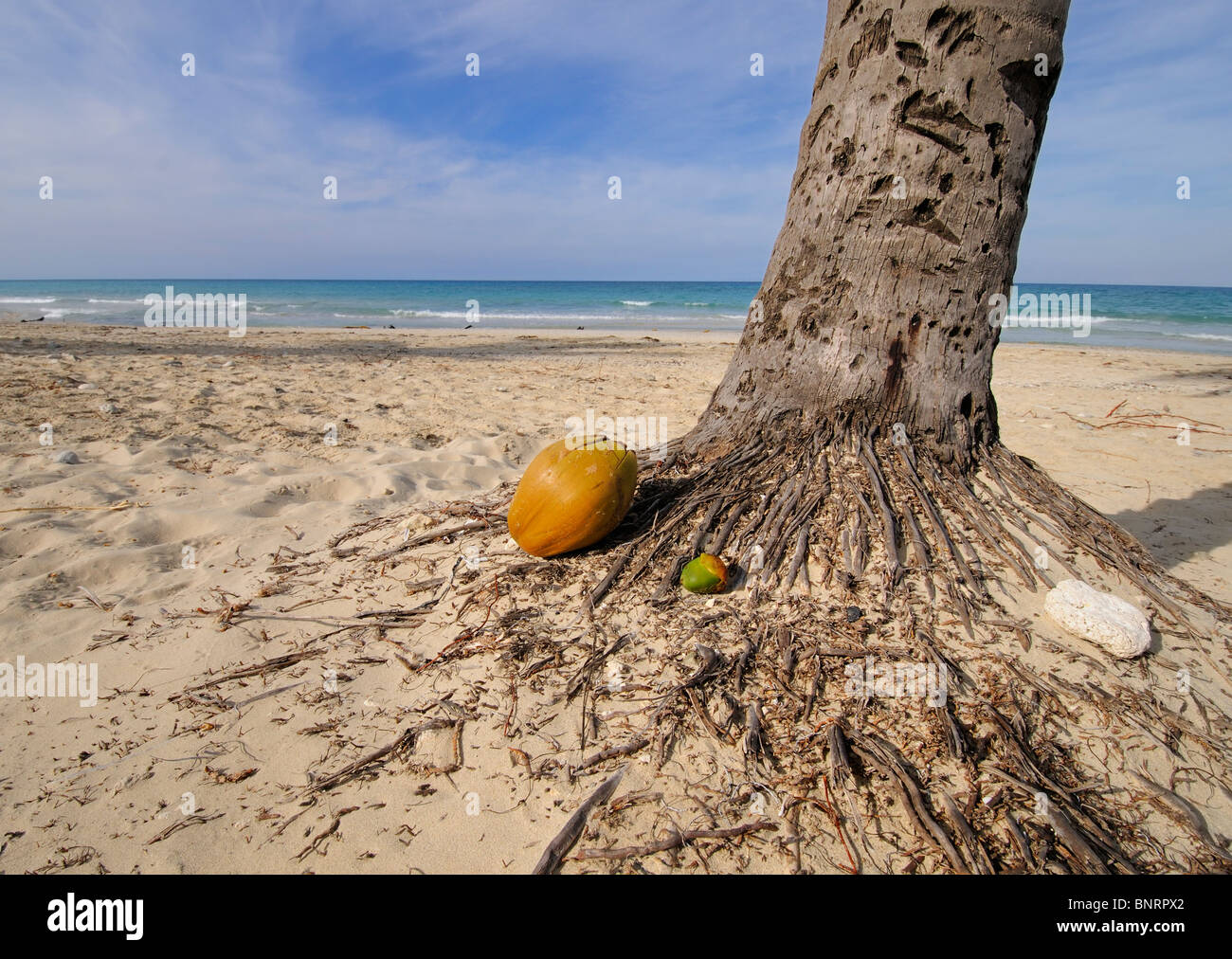 Detail of coconut palm tree and fruit in tropical cuban beach Stock ...