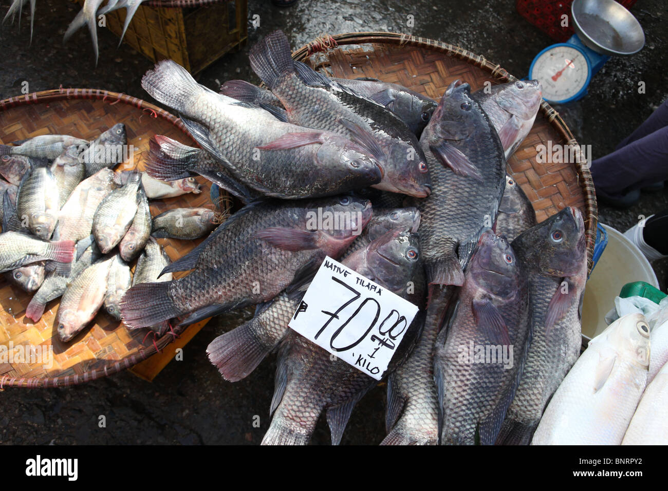 Common Fish In Philippine Market at Rita Clark blog