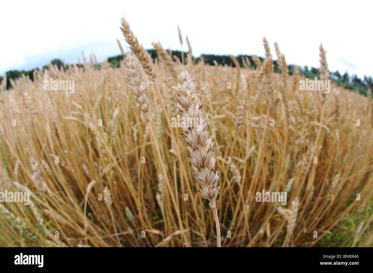 wheat field, Mazovia region in Poland Stock Photo - Alamy