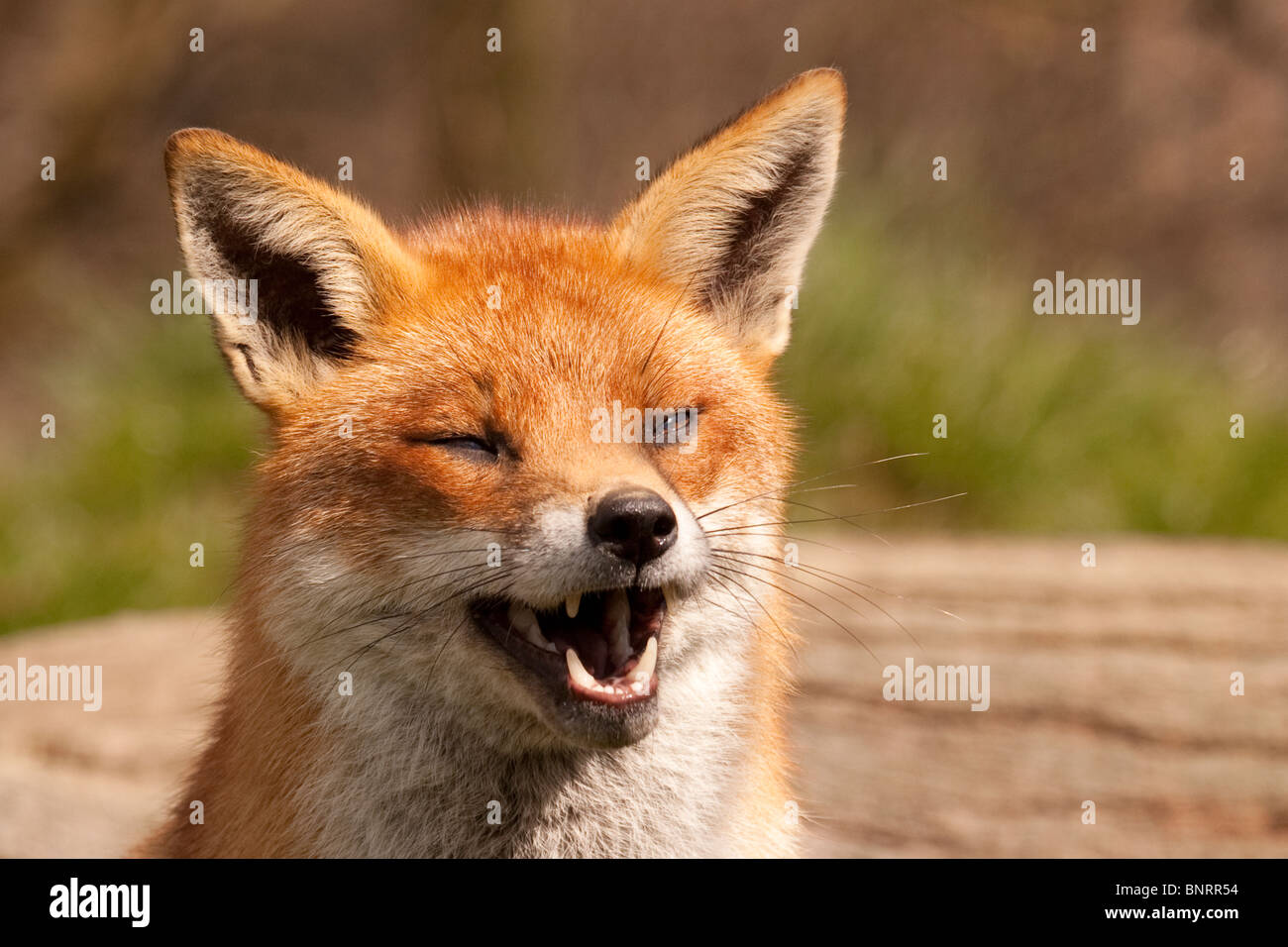 Fox mouth open hi-res stock photography and images - Alamy