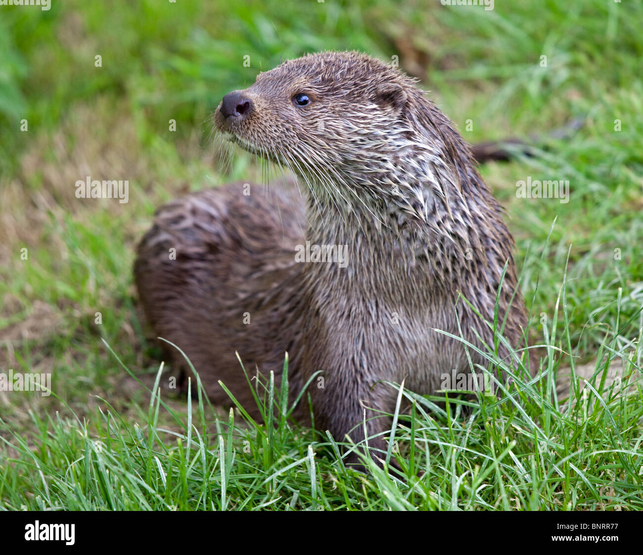 European Otter (lutra lutra Stock Photo - Alamy