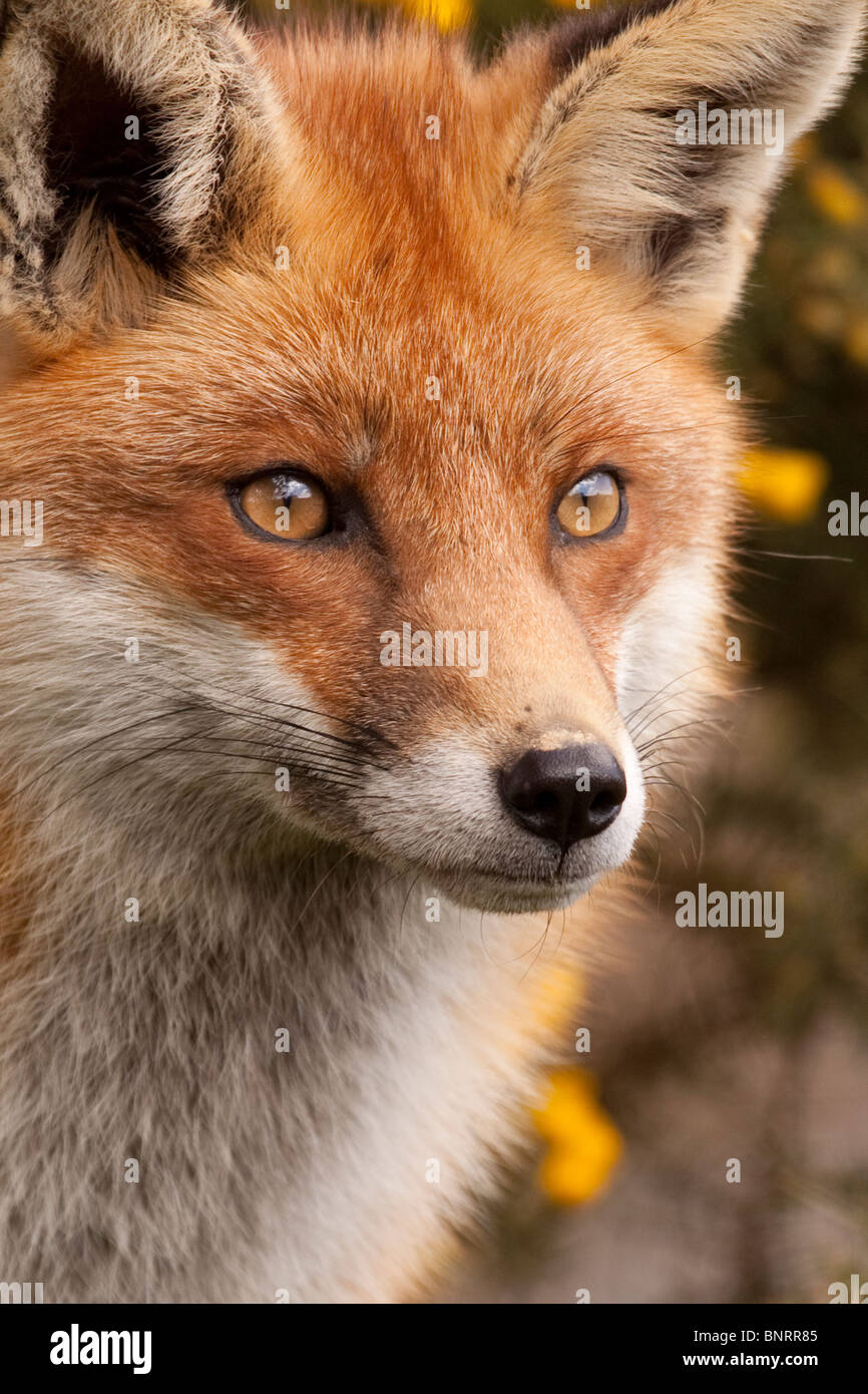 Fox at a nature reserve in England Stock Photo - Alamy