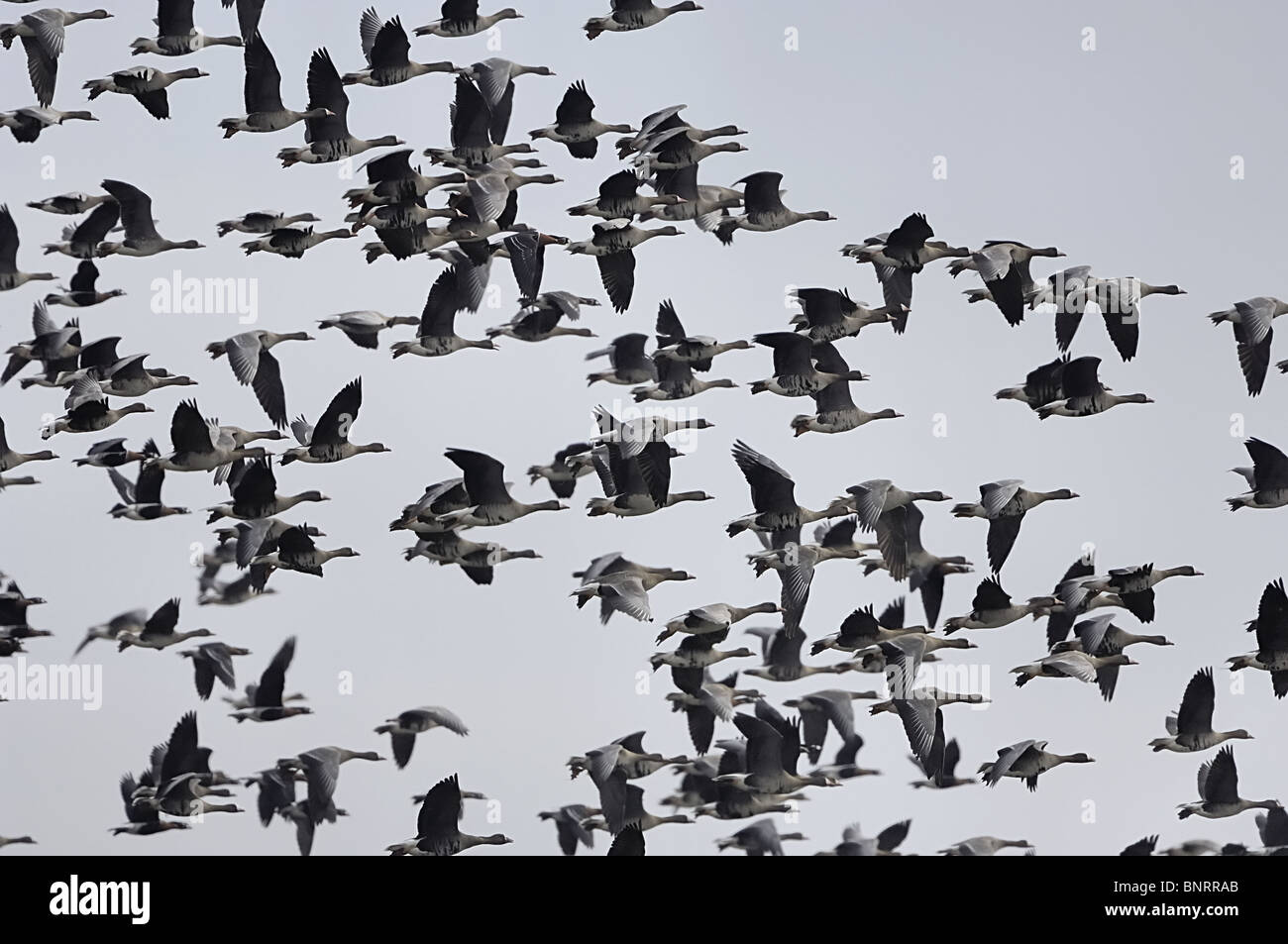 White-fronted goose (Anser albifrons) - Flock in flight Stock Photo - Alamy