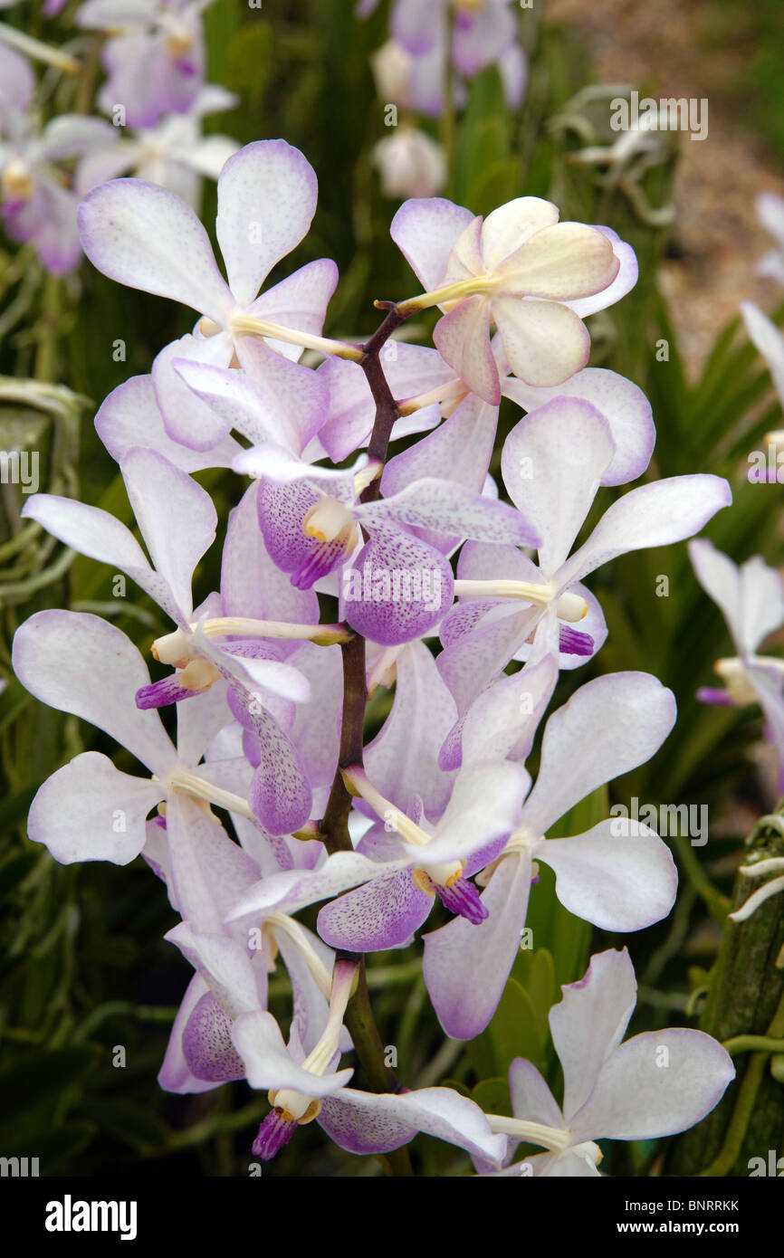Orchids of high-mountainous Borneo. Exotic natural flowers of Borneo ...
