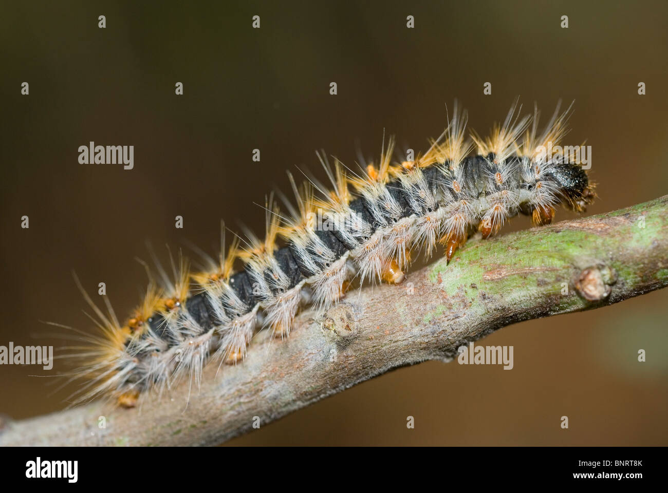Pine Processionary (Thaumetopoea pityocampa Stock Photo - Alamy