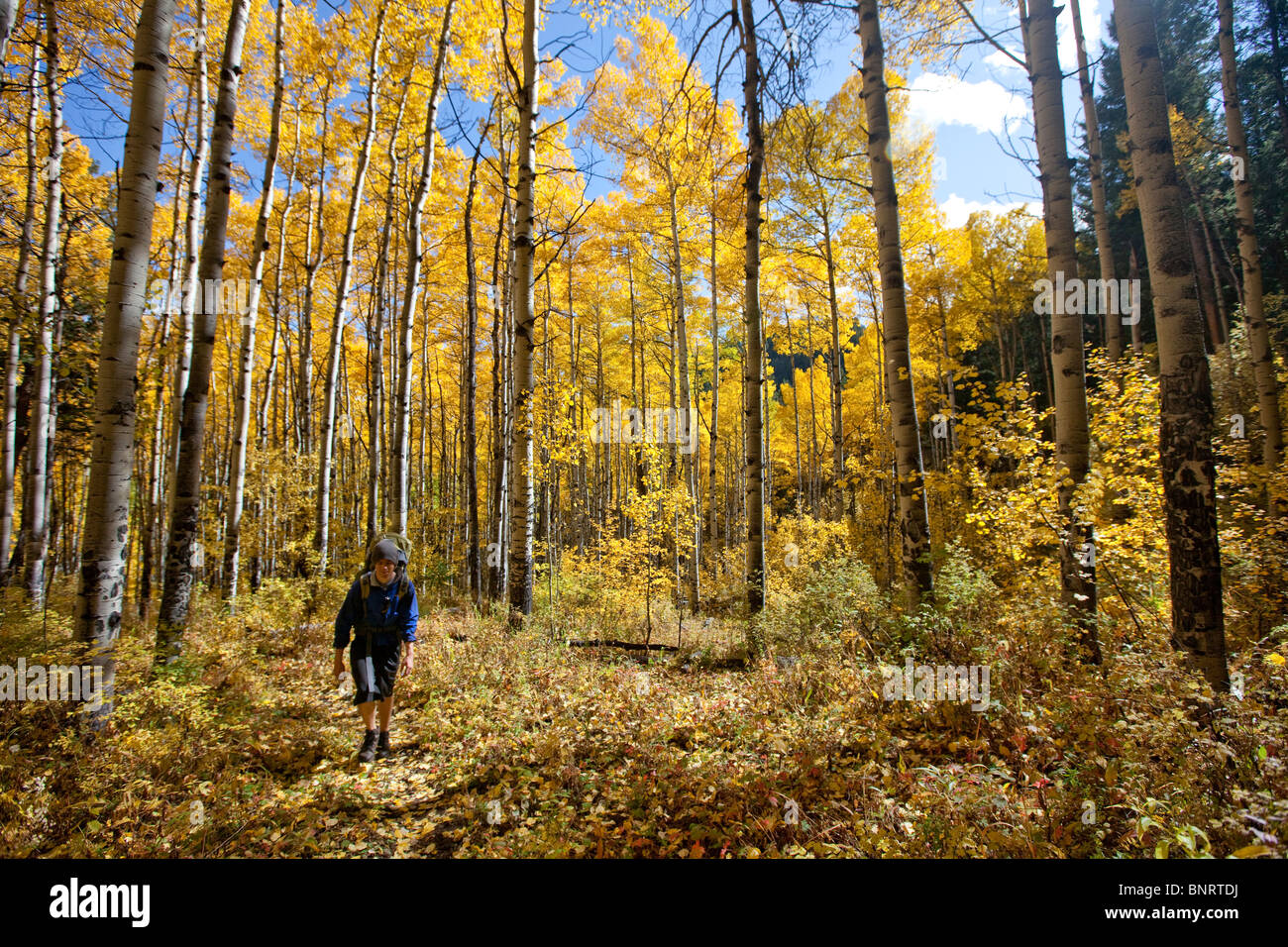 Aspen trees colorado hi-res stock photography and images - Alamy