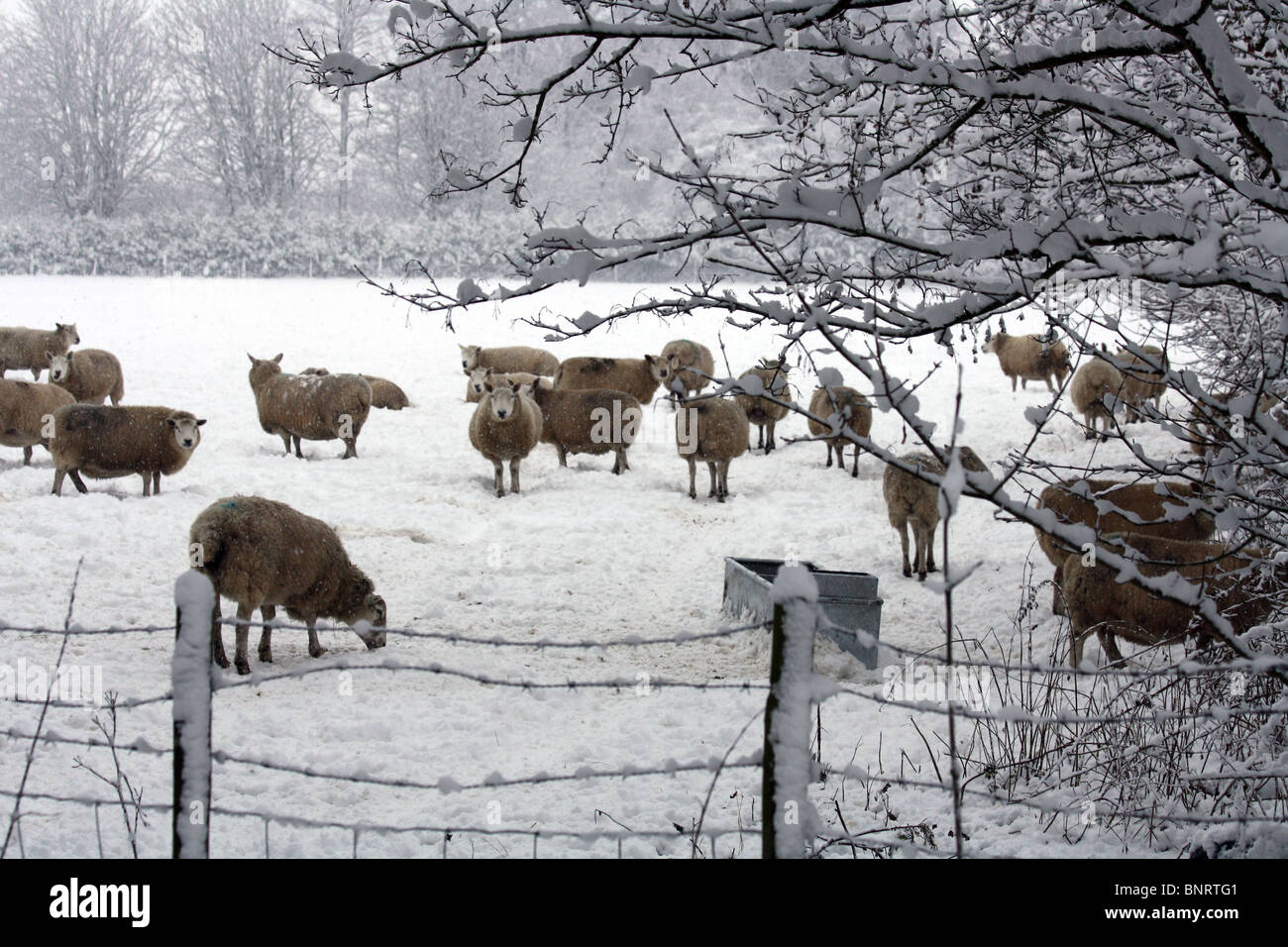 Sheep muddy field hi-res stock photography and images - Alamy