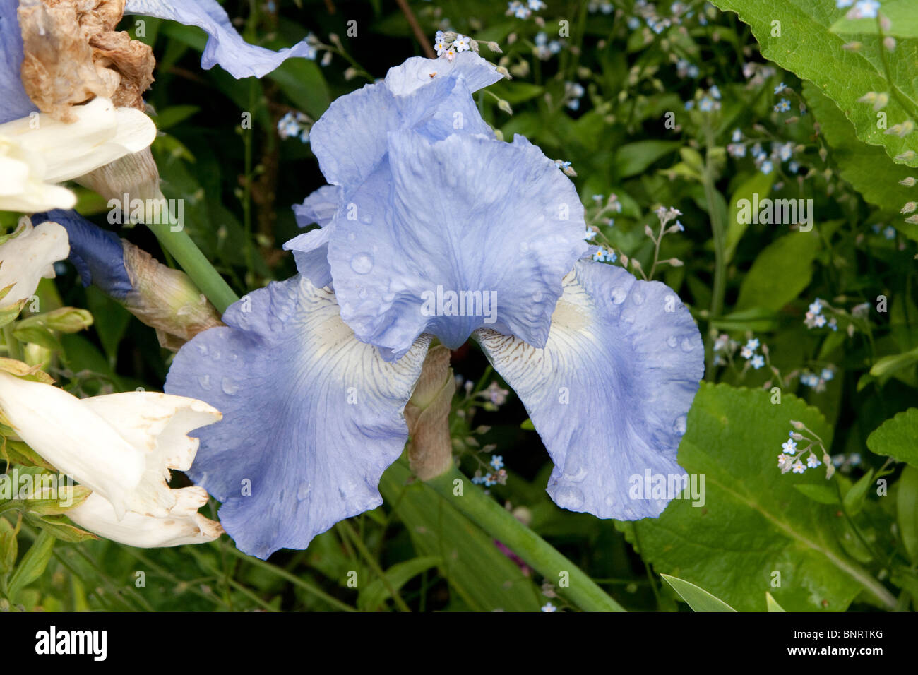 Bearded Iris Blue "Kelmarsh Hall" Gardens,Flowers Flower Bloom Blooms ...