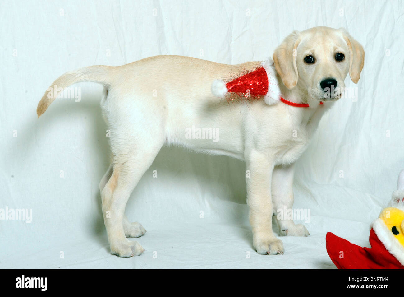 Labrador retriever puppy at Christmas Stock Photo - Alamy