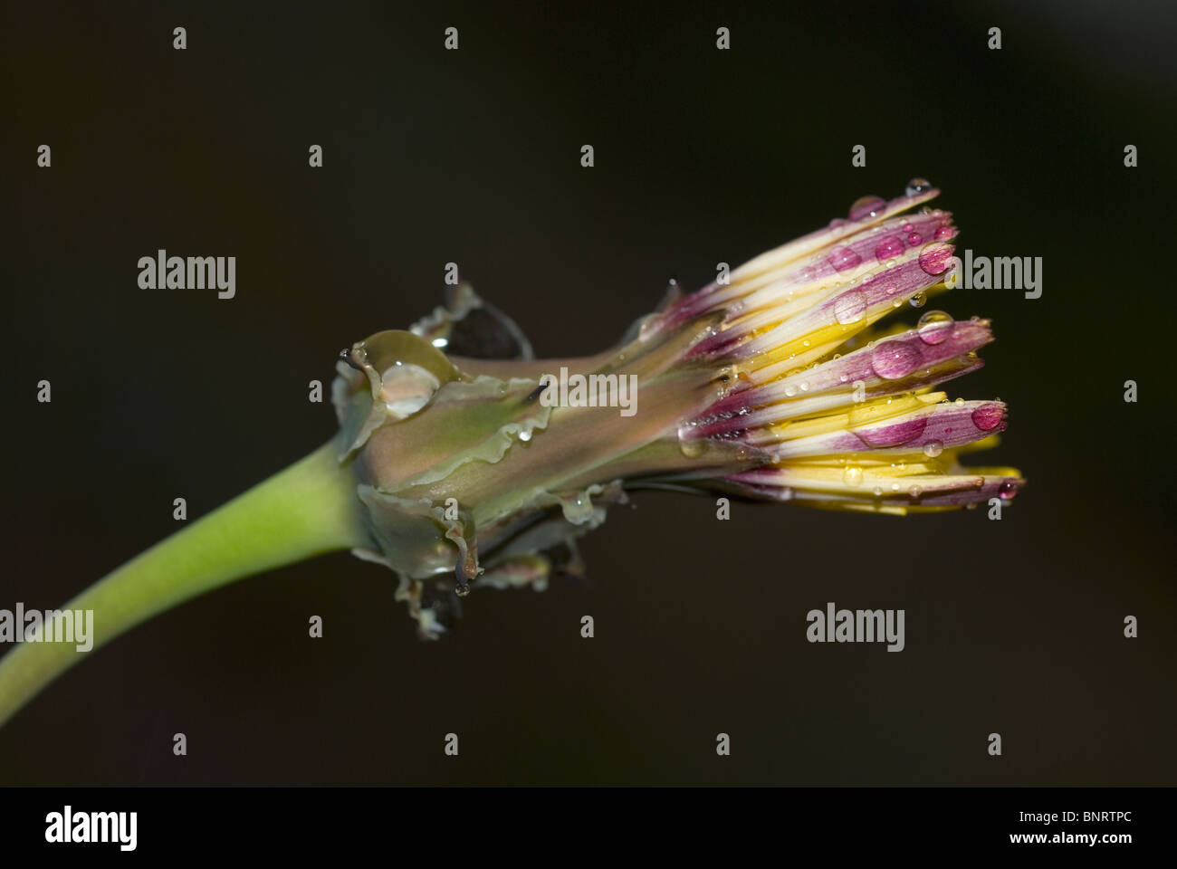 Gaditana hi-res stock photography and images - Alamy