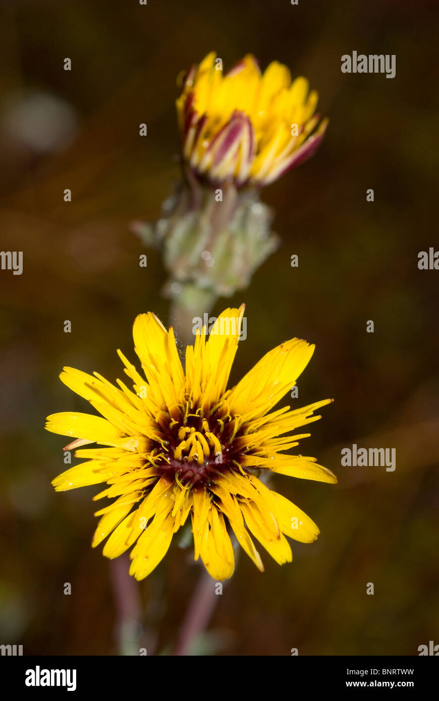 Sand daisy (Reichardia gaditana) in sand dunes Stock Photo - Alamy