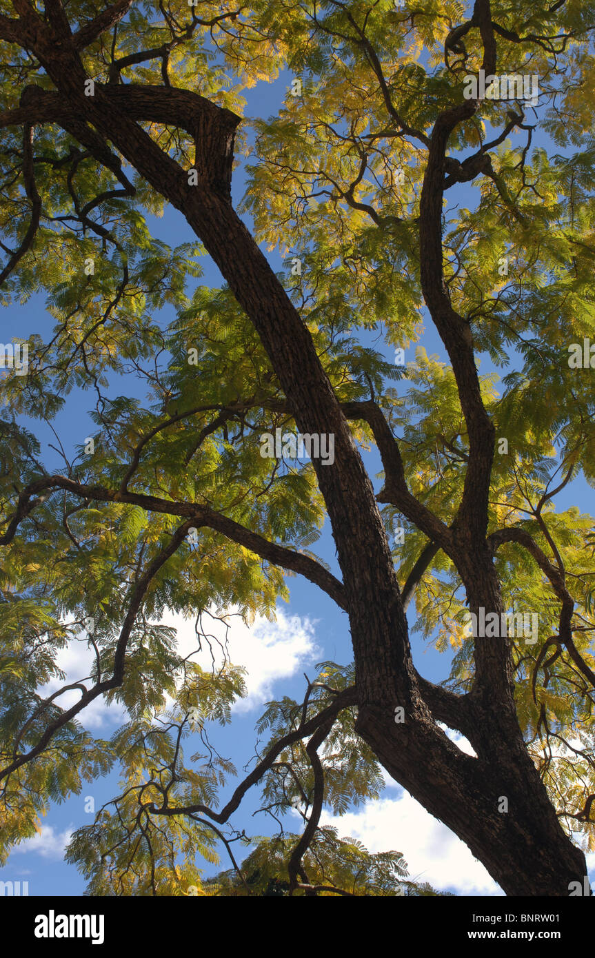Jacaranda tree queensland hi-res stock photography and images - Alamy