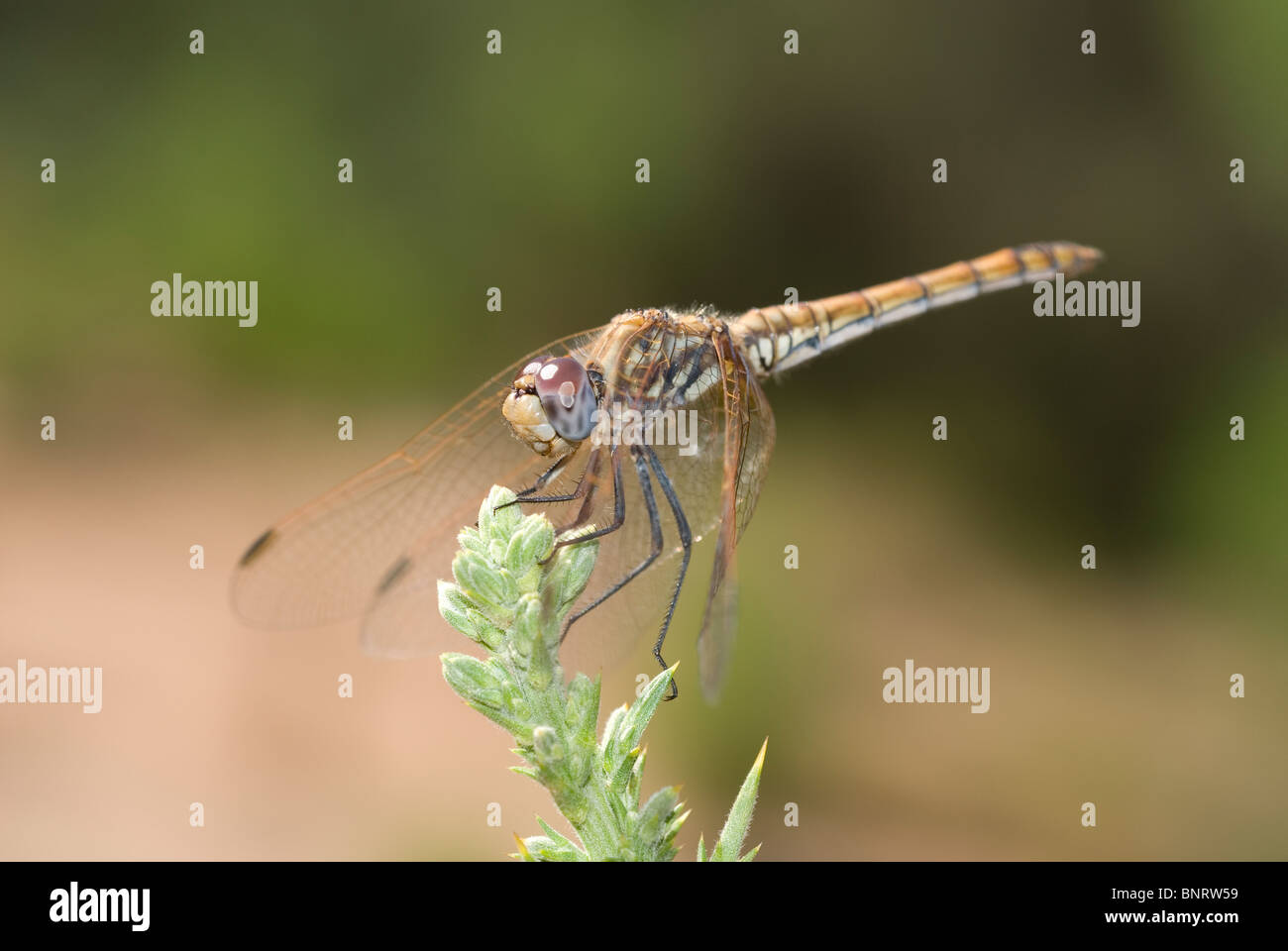 Female Purple-Blushed Darter or Violet Dropwing (Trithemis annulata ...