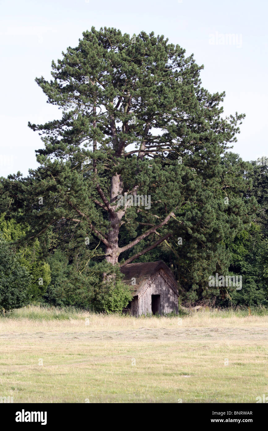 Hut under tree hi-res stock photography and images - Alamy