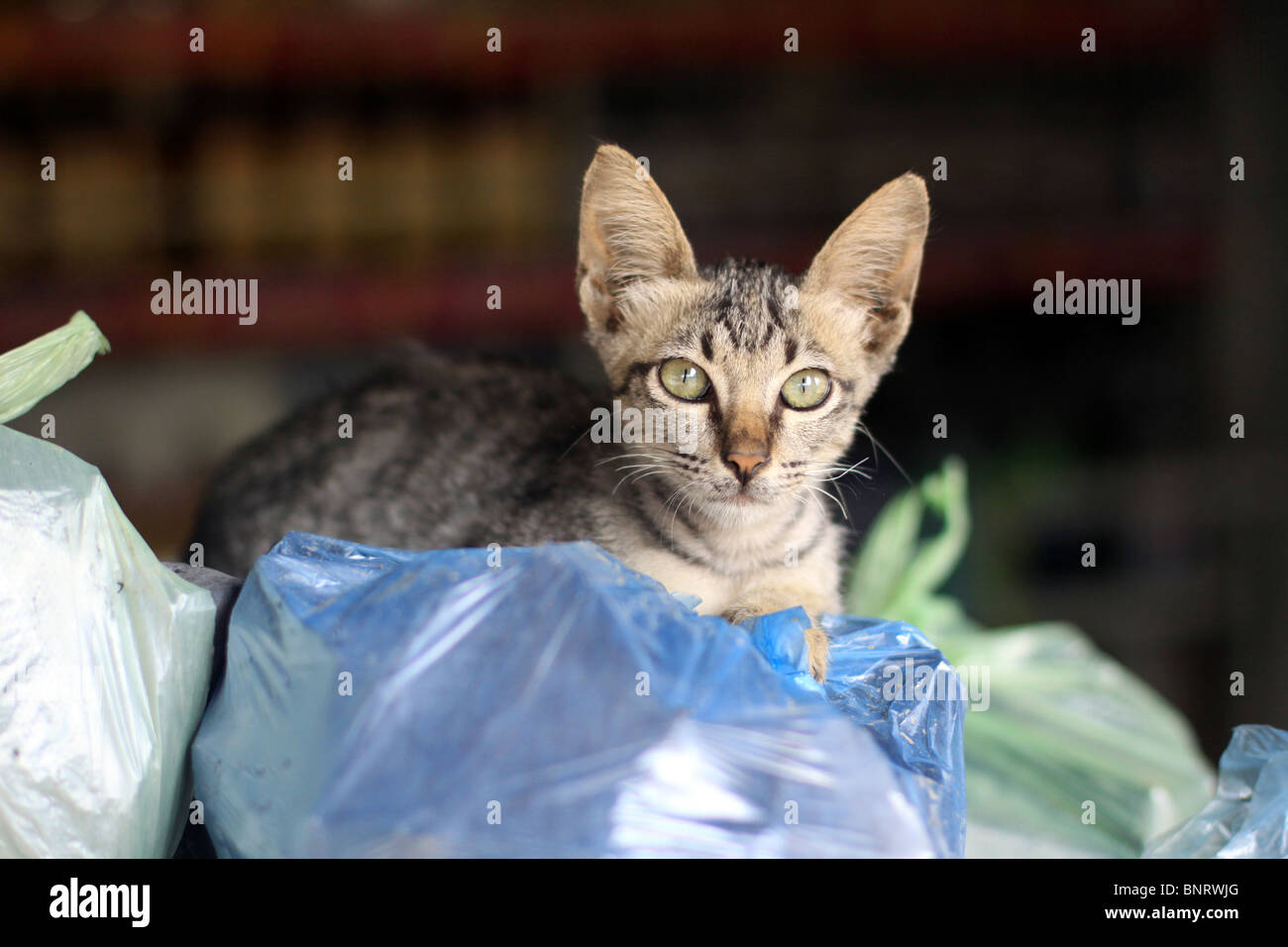 Philippines cat hi-res stock photography and images - Alamy