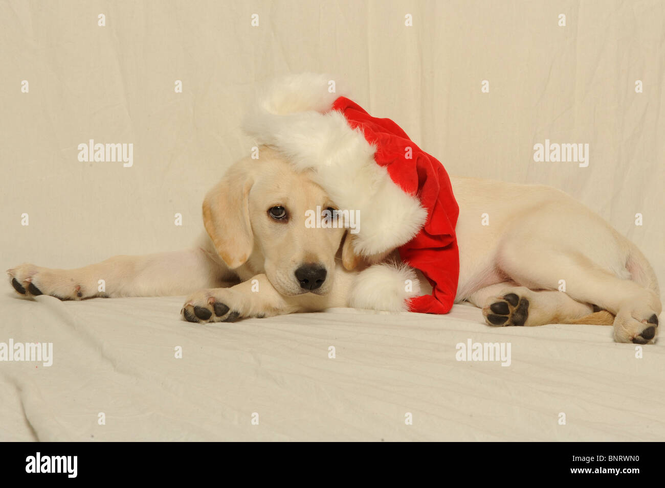 Labrador retriever puppy at Christmas Stock Photo - Alamy