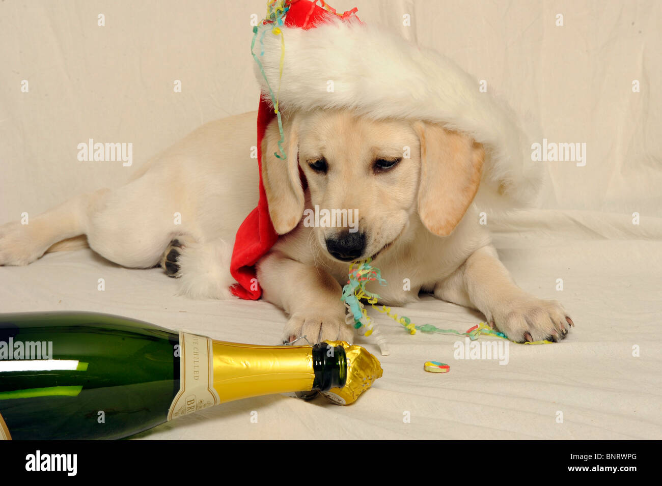 Labrador retriever puppy at Christmas Stock Photo - Alamy