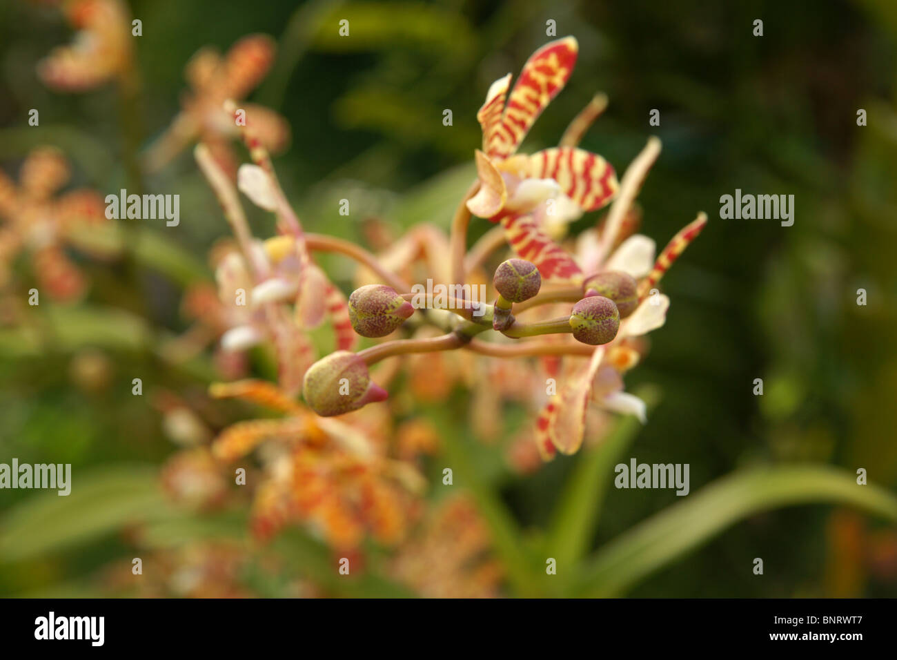 Orchids of high-mountainous Borneo. Exotic natural flowers of Borneo ...