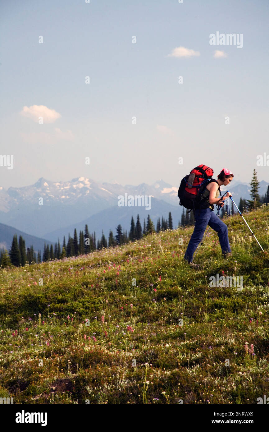 A female hiker in the Purcell Mountains, hiking through a wildflower ...