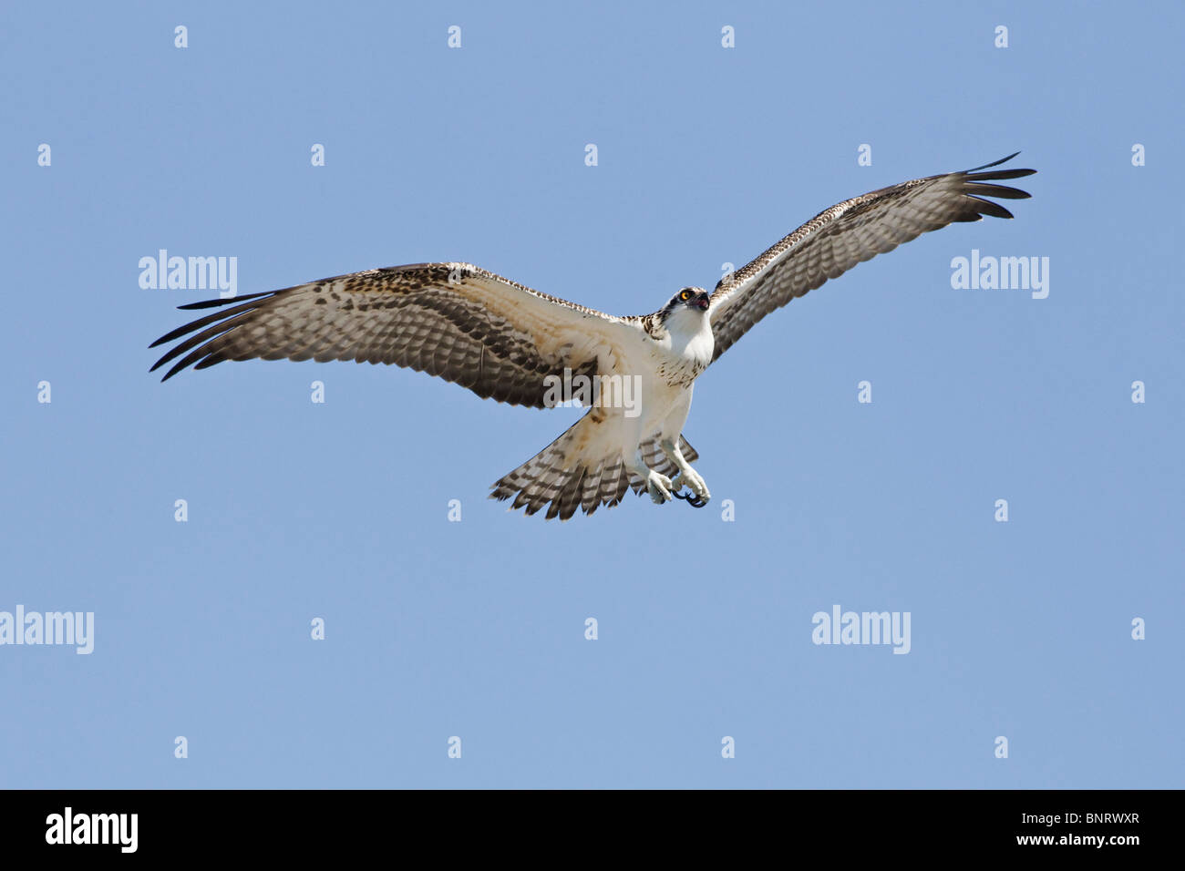 Osprey Fledgling High Resolution Stock Photography and Images - Alamy