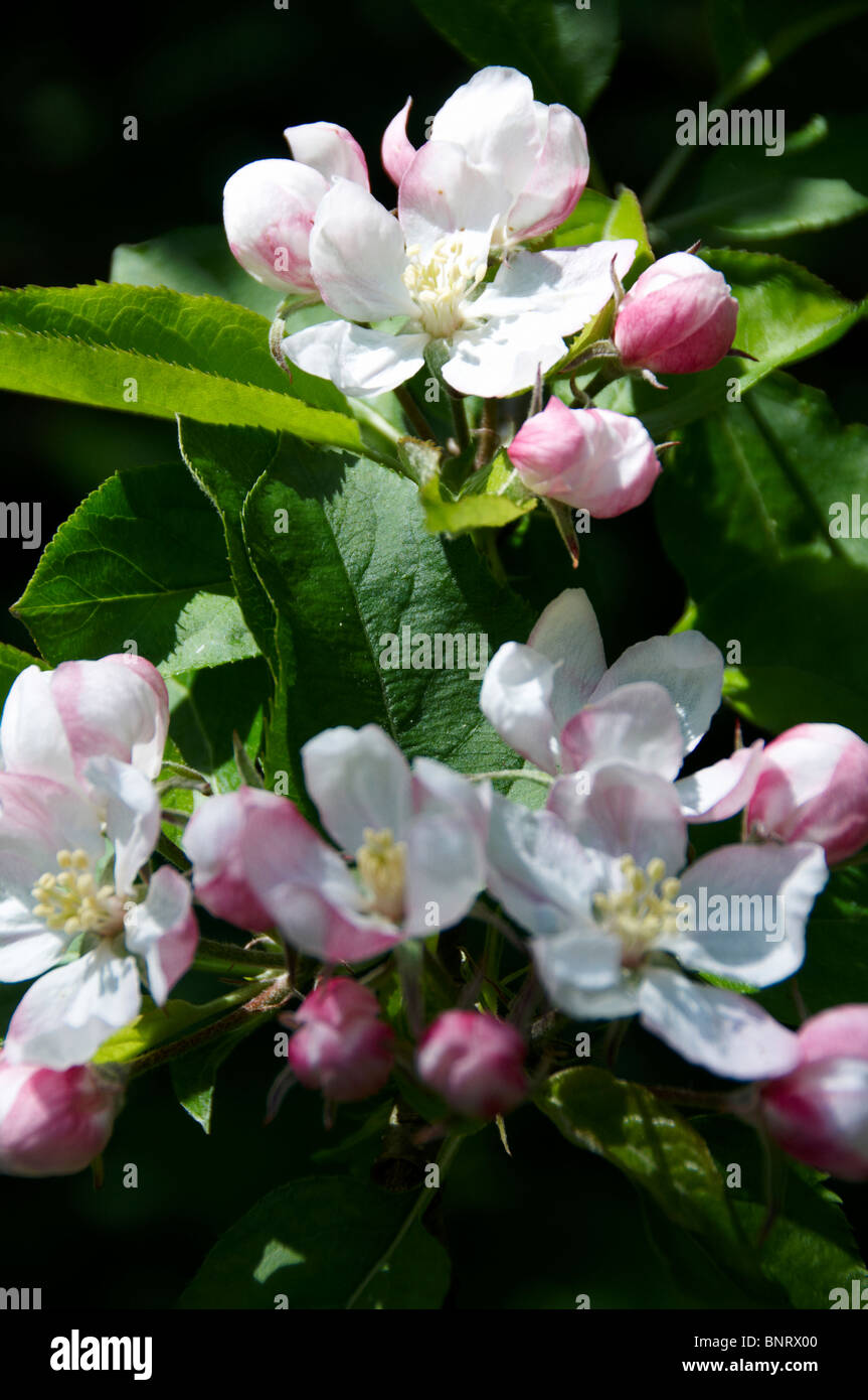 Apple blossom tree hi-res stock photography and images - Alamy
