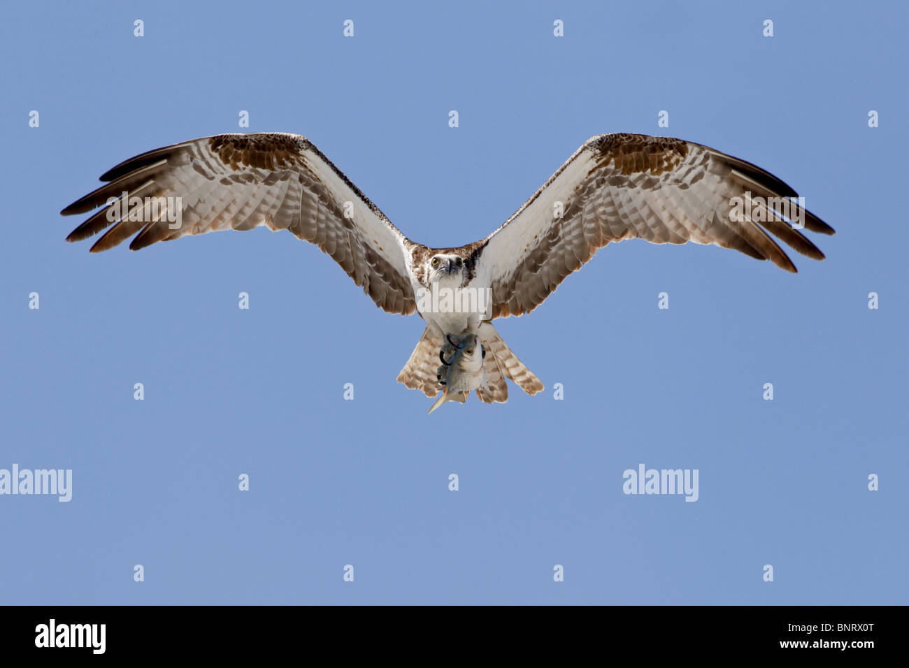 An adult Osprey in flight with fish Stock Photo - Alamy