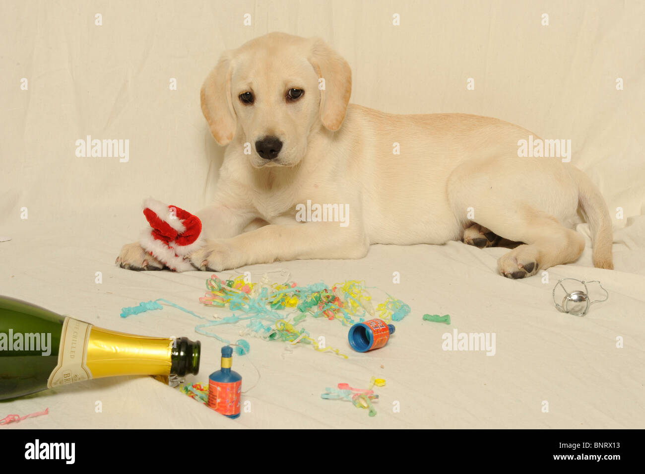 Labrador retriever puppy at Christmas Stock Photo - Alamy