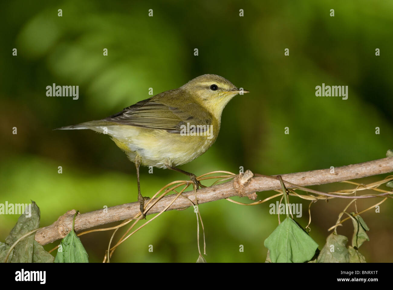 Willow Warbler (Phylloscopus trochilus Stock Photo - Alamy