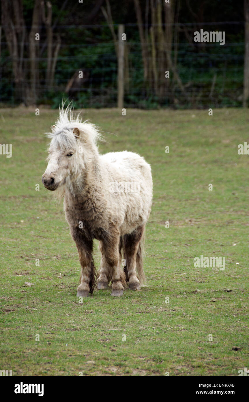 Peaceful pony hi-res stock photography and images - Alamy