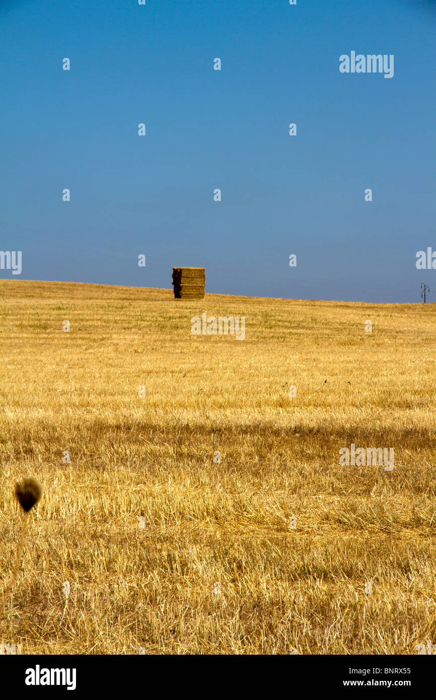 Fardo de palha no campo. straw bale in field Stock Photo - Alamy