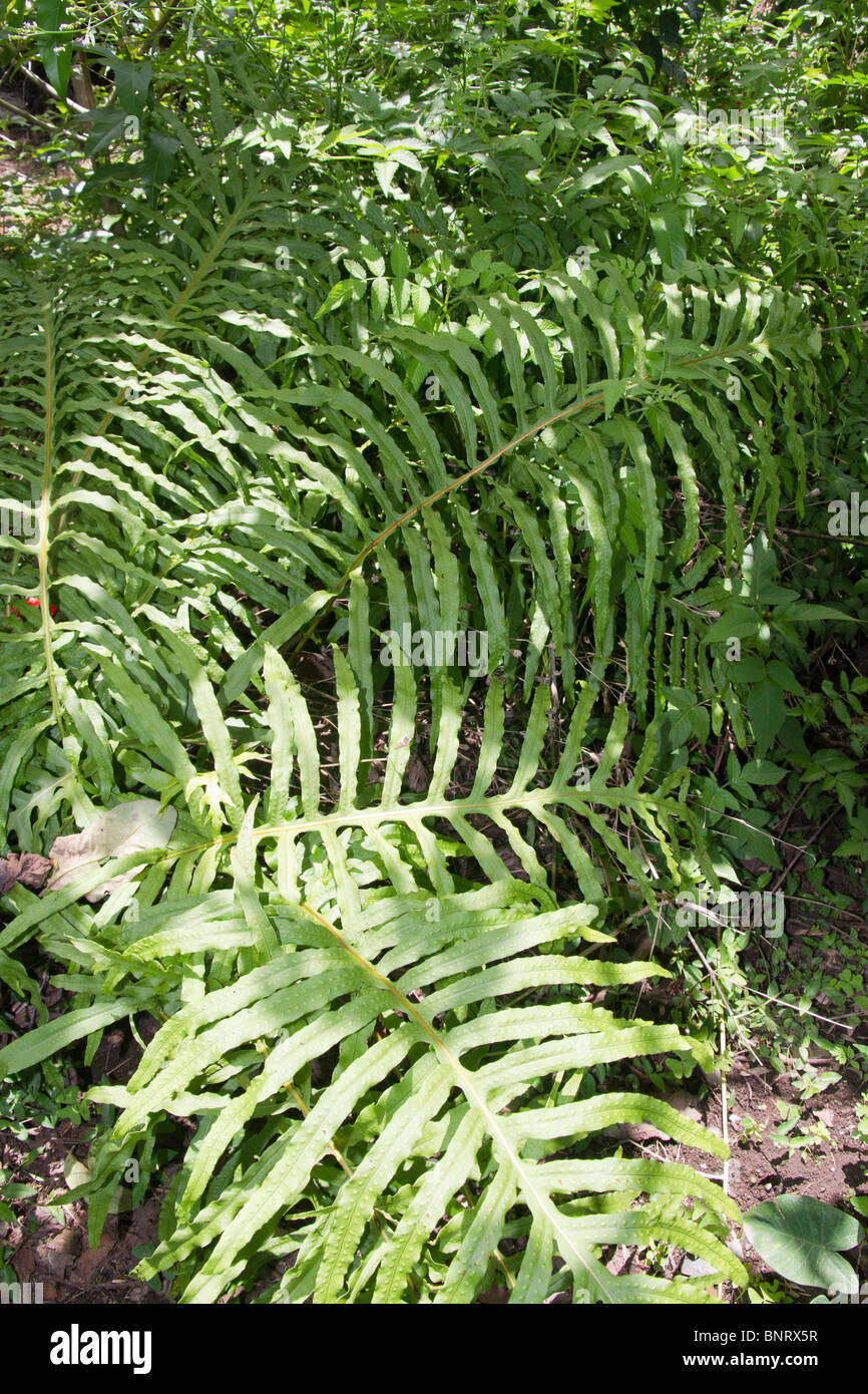 Calahuala - Polypodium calahuala Stock Photo - Alamy