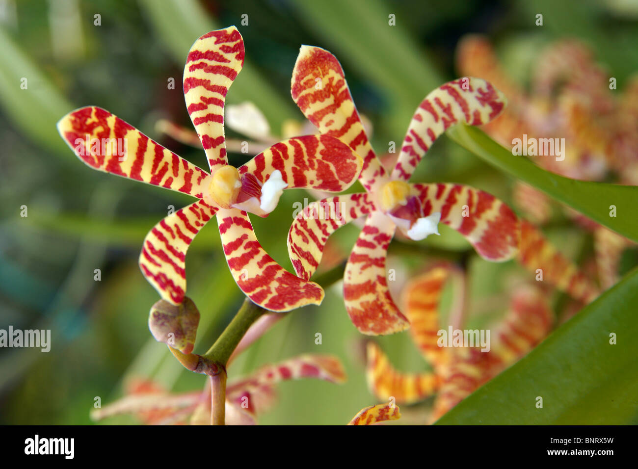Orchids of high-mountainous Borneo. Exotic natural flowers of Borneo ...