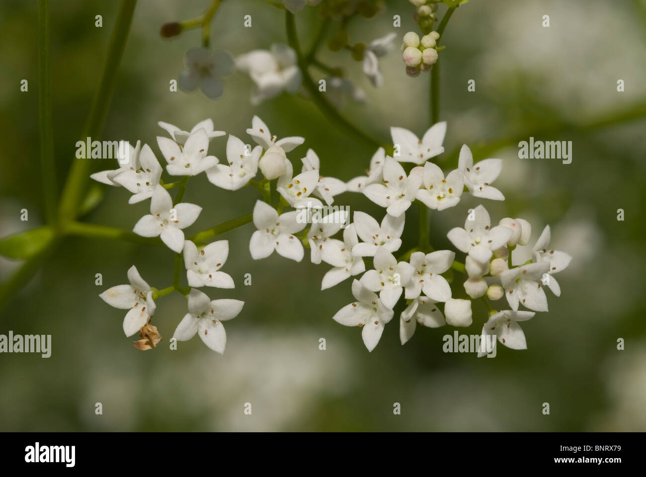 Common marsh bedstraw (Galium palustre Stock Photo - Alamy