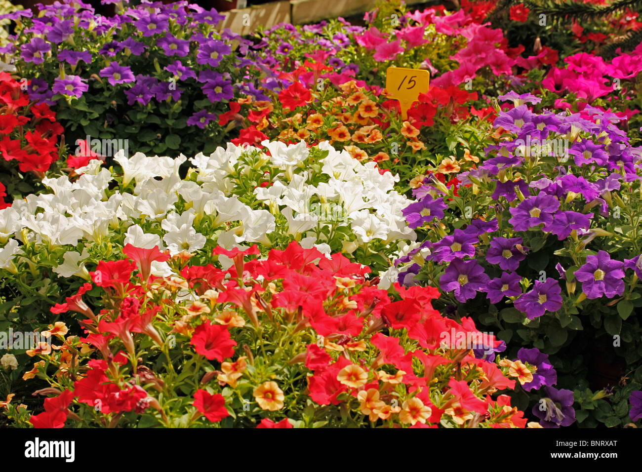 Variety pendula hi-res stock photography and images - Alamy