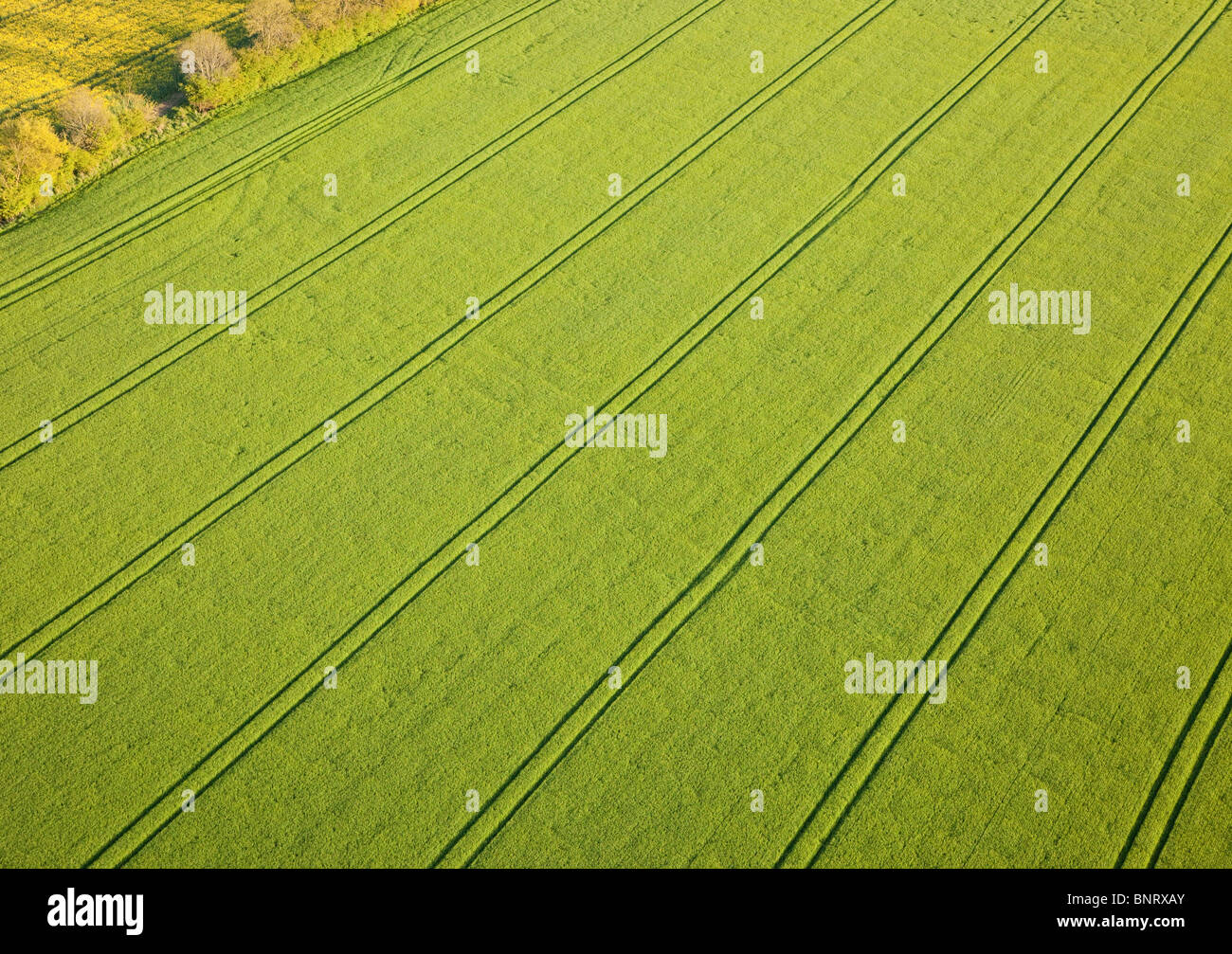 Crop in a field in summer in Norfolk England Stock Photo - Alamy