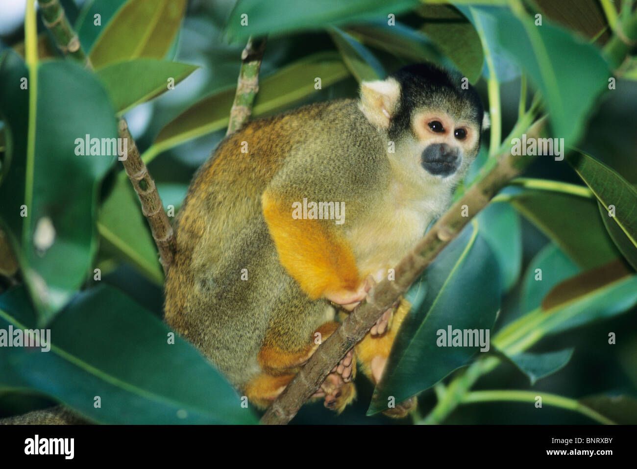 Squirrel Monkey, (Saimiri sciureus), Amazonia, portrait of a captive ...