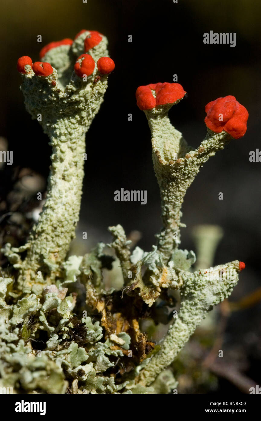 Red pixie cup lichen (Cladonia coccifera Stock Photo - Alamy
