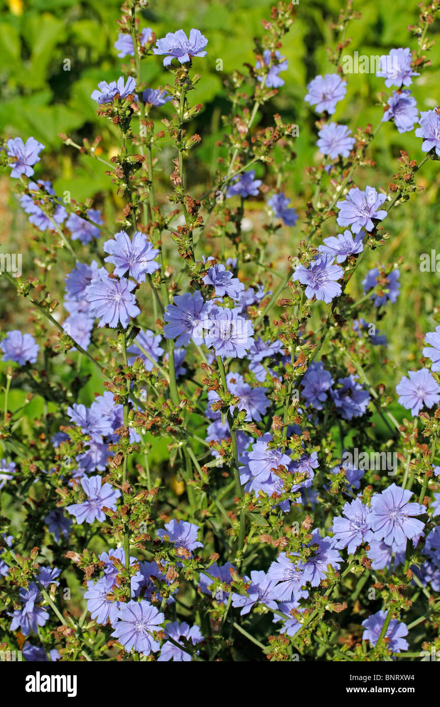 Chicory (Cichorium intybus Stock Photo - Alamy