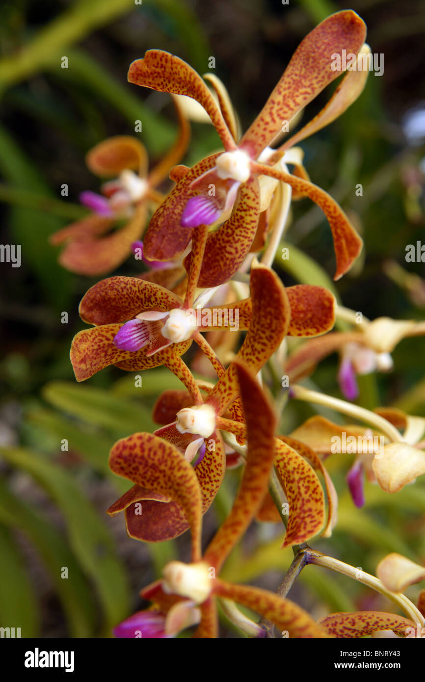 Orchids of high-mountainous Borneo. Exotic natural flowers of Borneo ...
