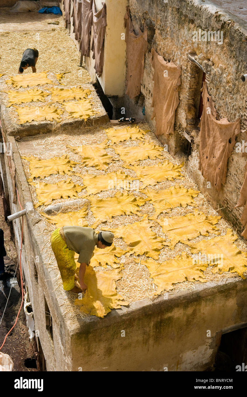 Men spreading dyed animal skins out to dry at the largest tannery in ...