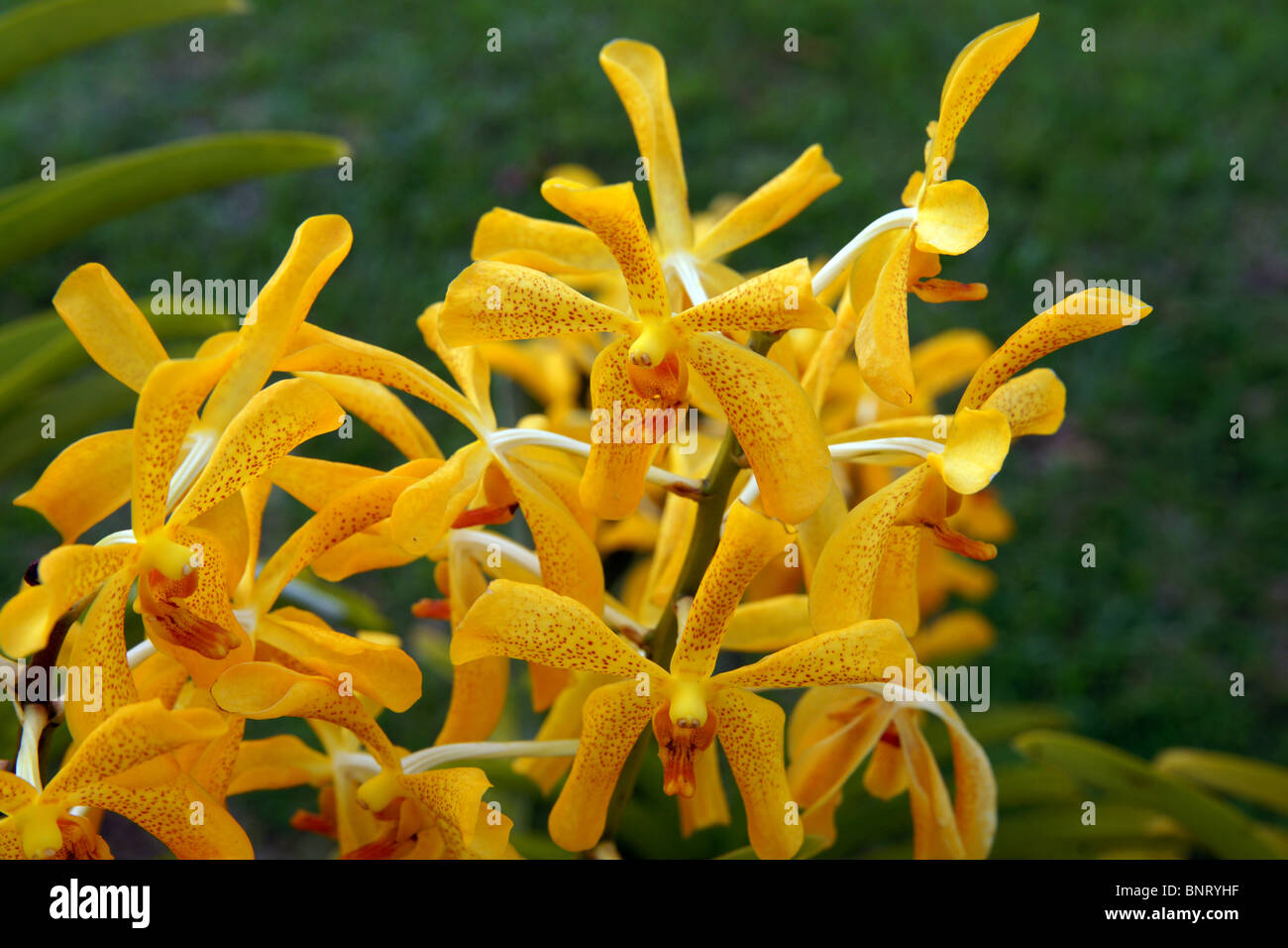 Orchids of high-mountainous Borneo. Exotic natural flowers of Borneo ...
