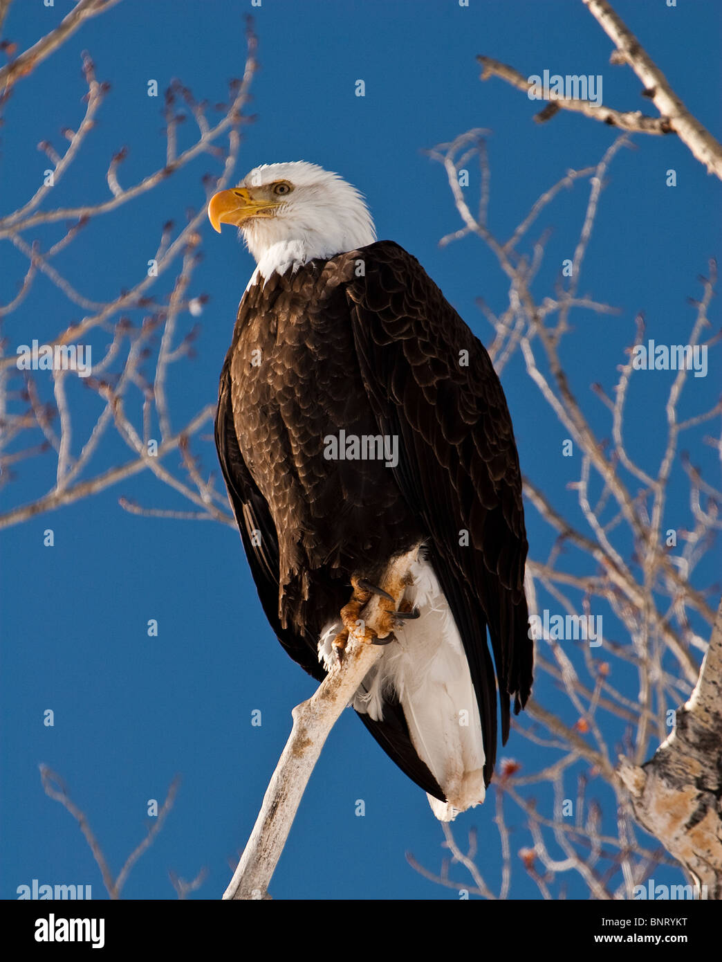 Bald eagle resting hi-res stock photography and images - Alamy