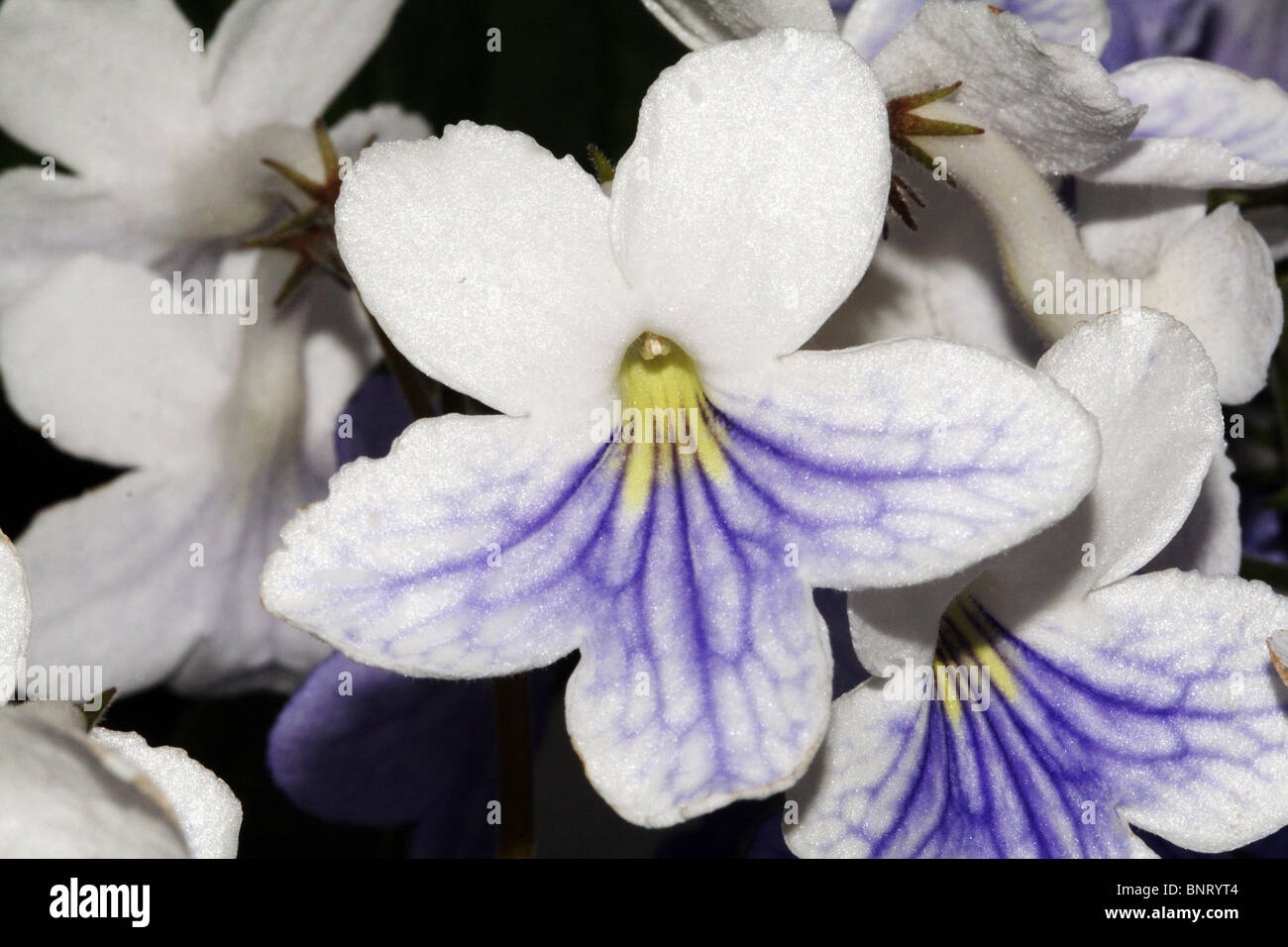 Streptocarpus Flower Family Gesneriaceae aka Cape Primrose Stock Photo ...