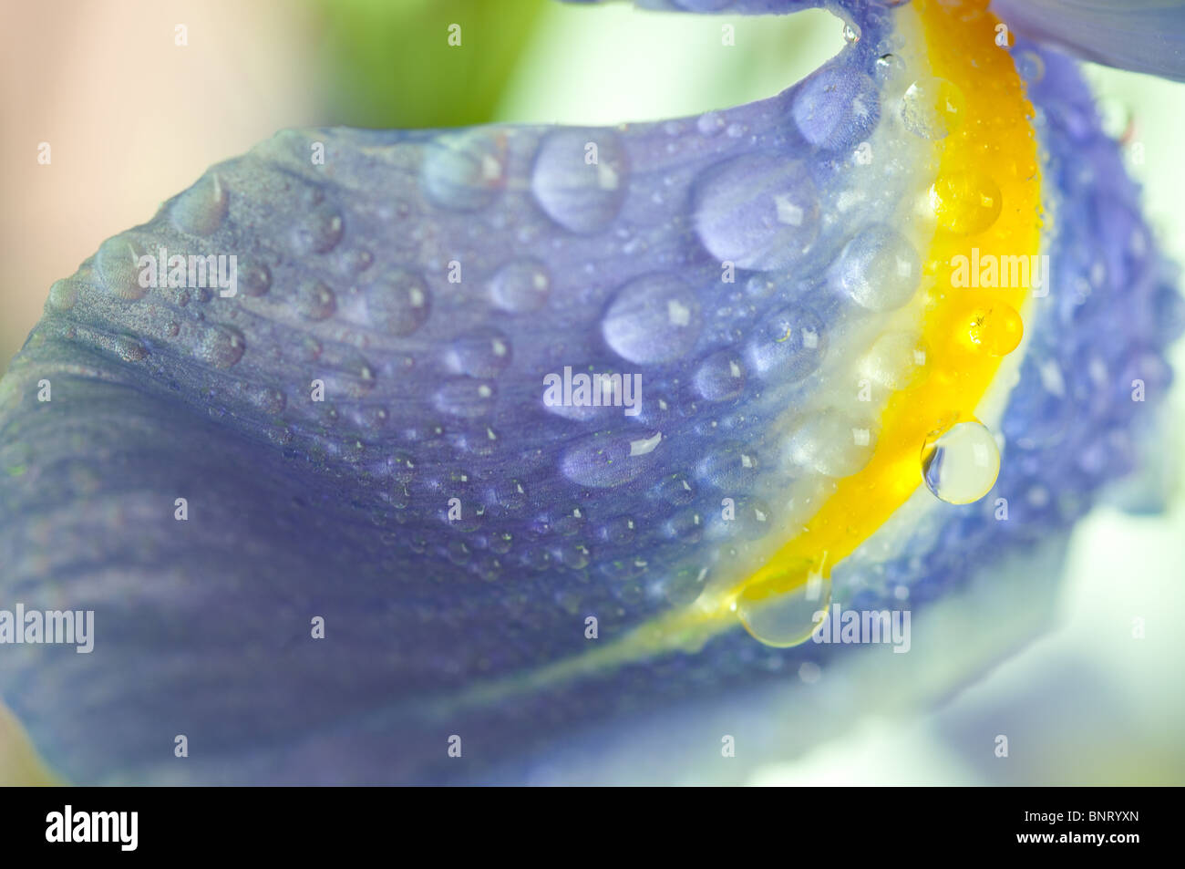 Beautiful fresh iris flowers Stock Photo - Alamy