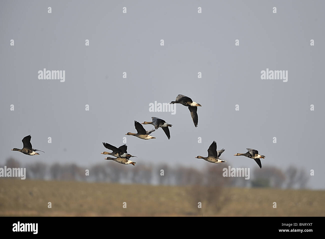 White-fronted goose (Anser albifrons) - Flock in flight Stock Photo - Alamy