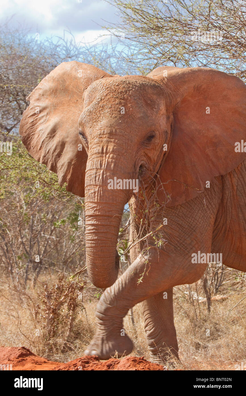 African elephant, Tsavo East National park, Kenya Stock Photo - Alamy